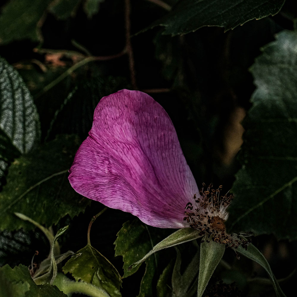 Udda fågel – Fotospår