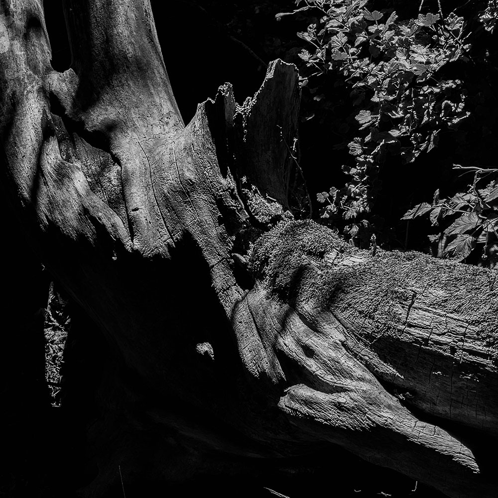 Min vilja står i skogen… – Fotospår